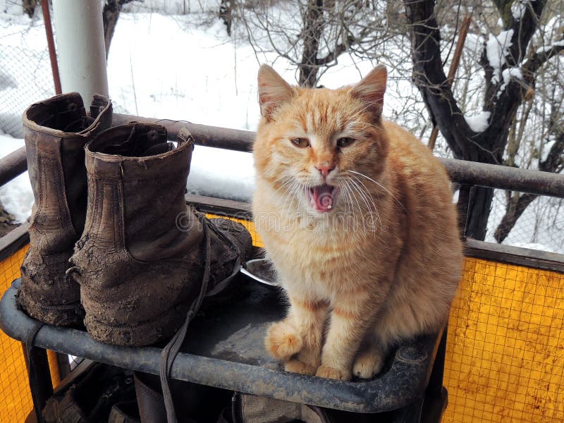 Chat Et Paires De Vieilles Bottes Boueuses Image stock - Image du fond ...