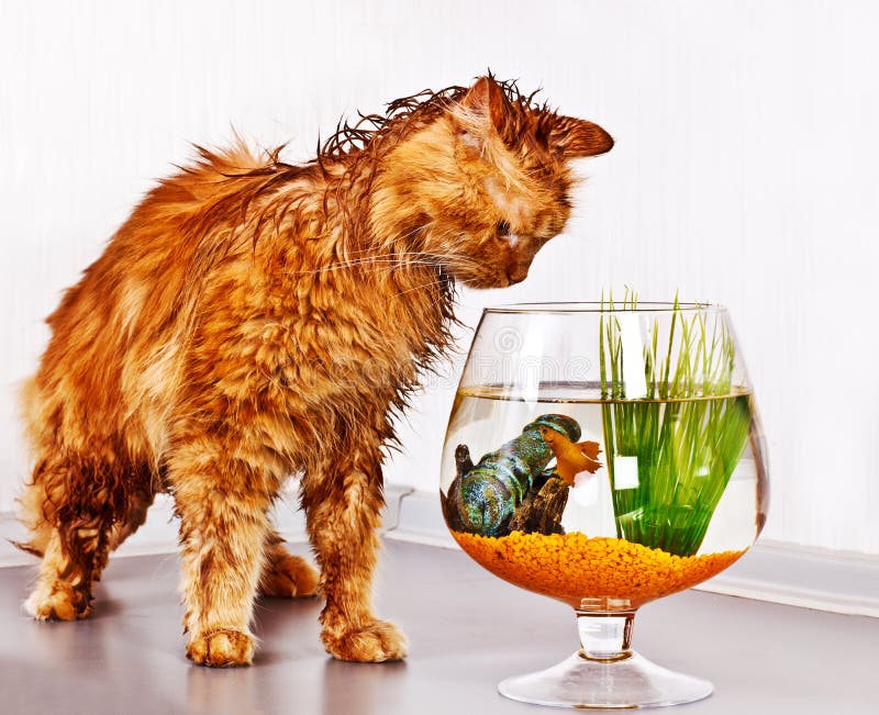 Jeu Des Poissons De Chat Et D'or Image stock - Image du couleur ...