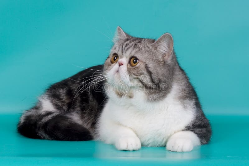 Chat, Persan exotique image stock. Image du studio, assez - 12112541