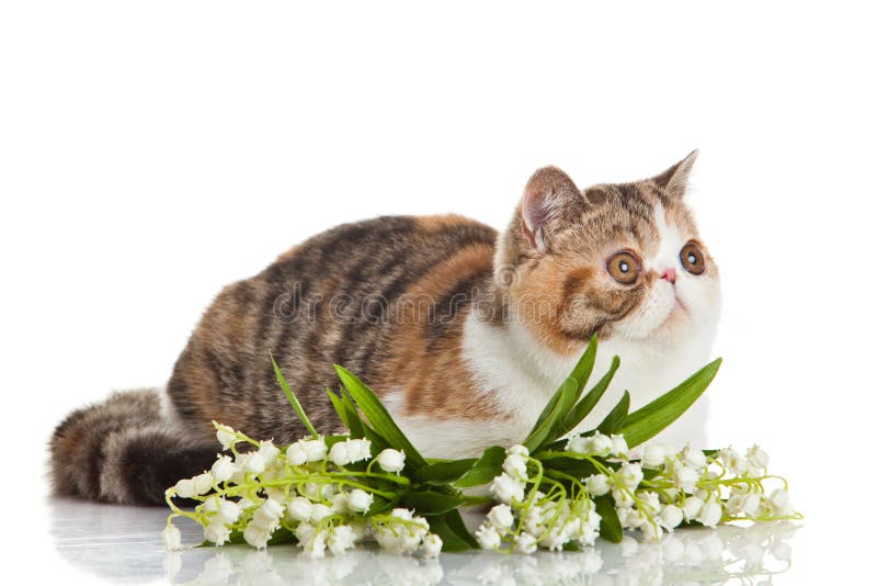 Chat Exotic Shorthair image stock. Image du blanc, adorable - 31232985