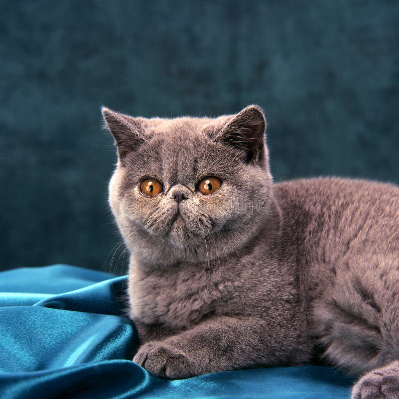 Chat exotique de shorthair image stock. Image du mammifère - 37178795