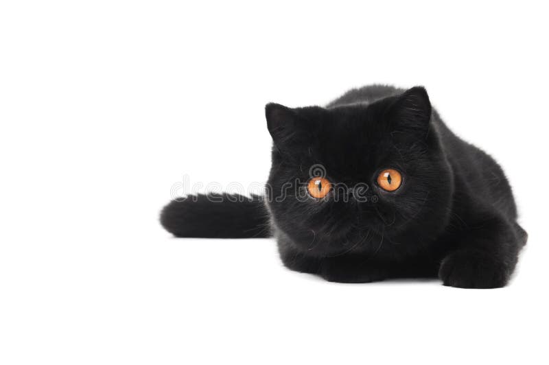 Chat Exotique Noir De Minou De Shorthair Photo stock - Image du minou ...