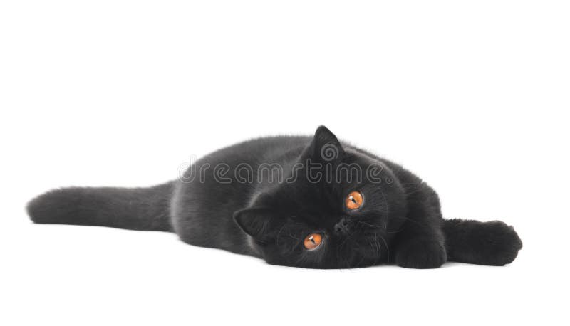 Chat Exotique Noir De Minou De Shorthair Photo stock - Image du orange ...