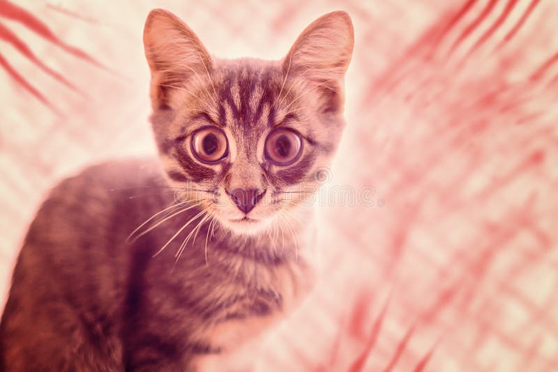 Chat Avec Les Yeux Rouges Yeux Fâchés Regard De Chat à La Caméra Photo ...