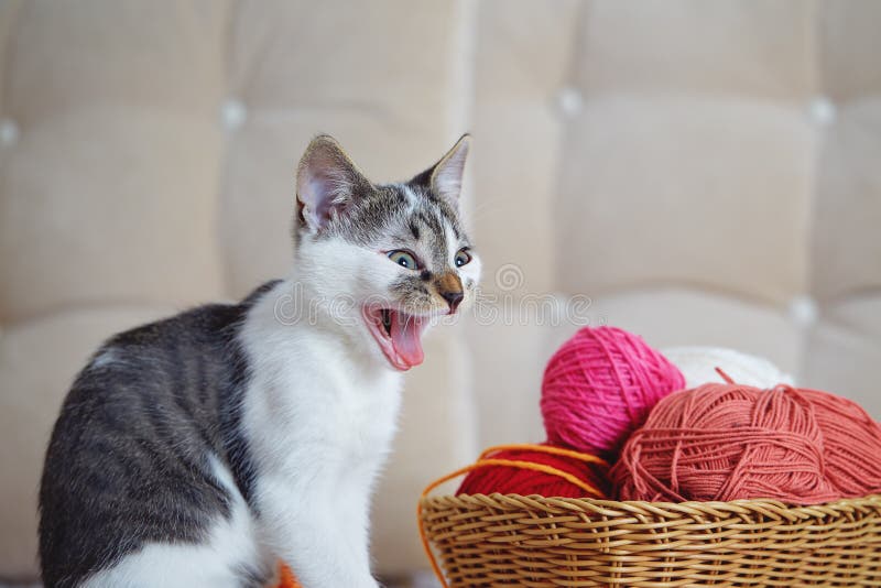 2,882 Photos de Chat Zozo India - Photos de stock gratuites et libres ...