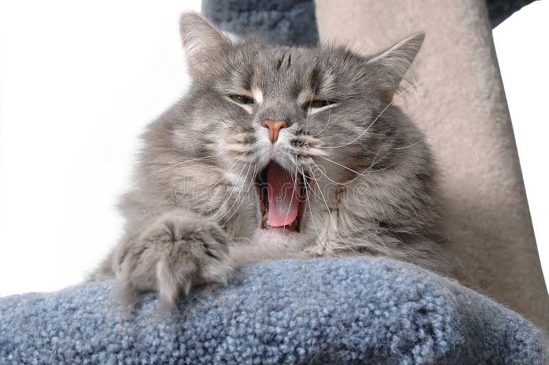 Chat fatigué photo stock. Image du gris, arbres, fatigué - 425384