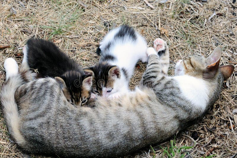 Chat Femelle Avec Des Chatons Photo stock - Image du allaiter ...