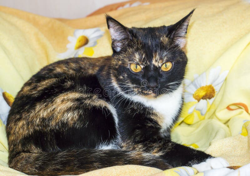 Chat gentil photo stock. Image du sommeil, prise, gentil - 43580012