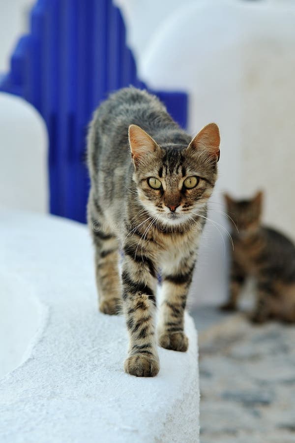 Chat Grèce photo stock. Image du grec, soleil, grèce - 45298350