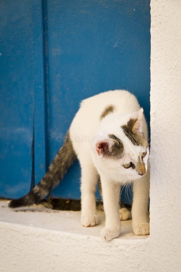Chat grec photo stock. Image du chat, chaton, félin, méditerranéen ...