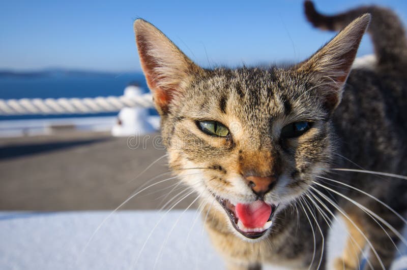 Chat grec de sourire image stock. Image du visage, minou - 48803667