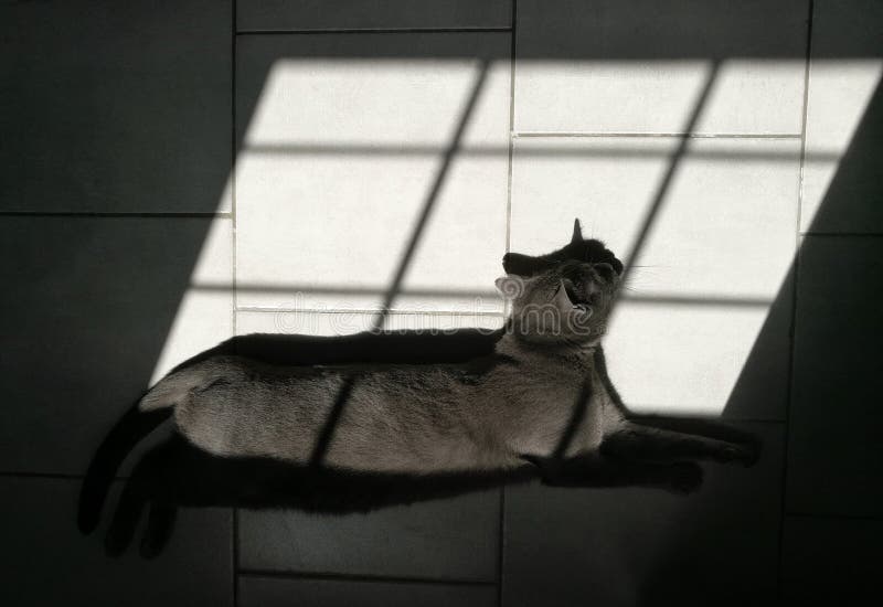 Chat et ombre photo stock. Image du hublot, chat, gris - 122110860