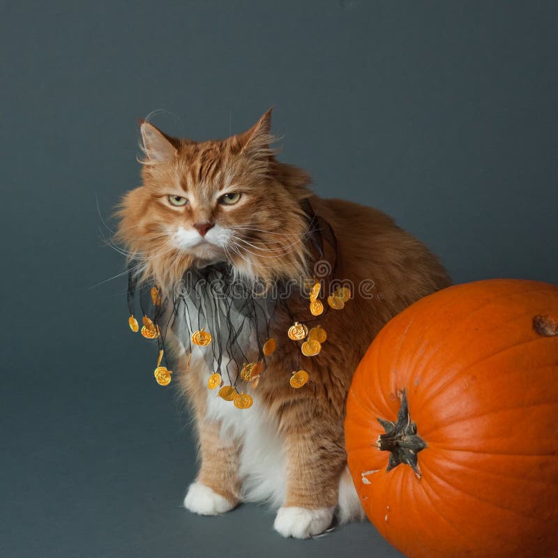 950 Photos de Grognon - Photos de stock gratuites et libres de droits ...