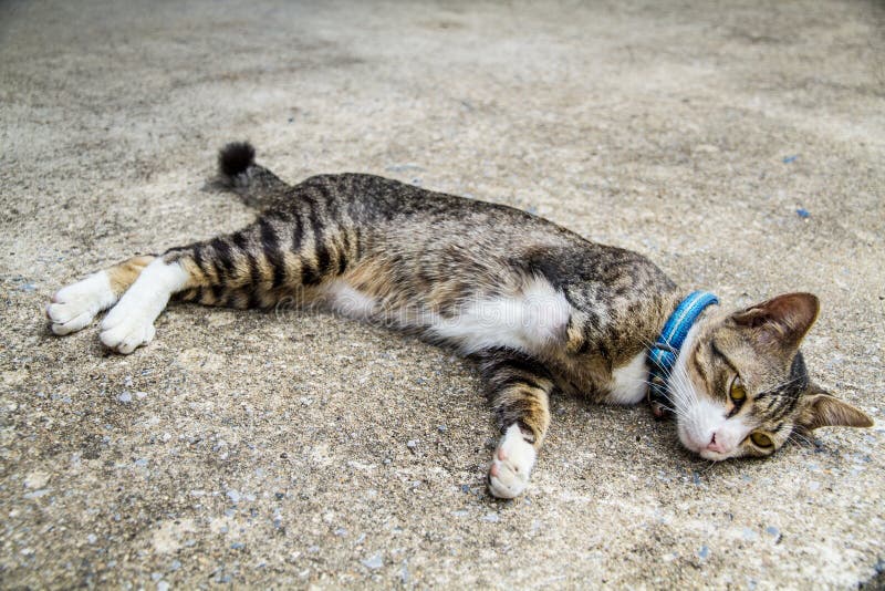 Chat handicapé image stock. Image du défectueux, patte - 29183273