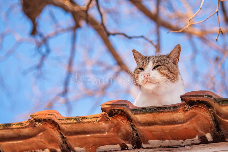 Chat heureux sur le toit image stock. Image du mignon - 166325873
