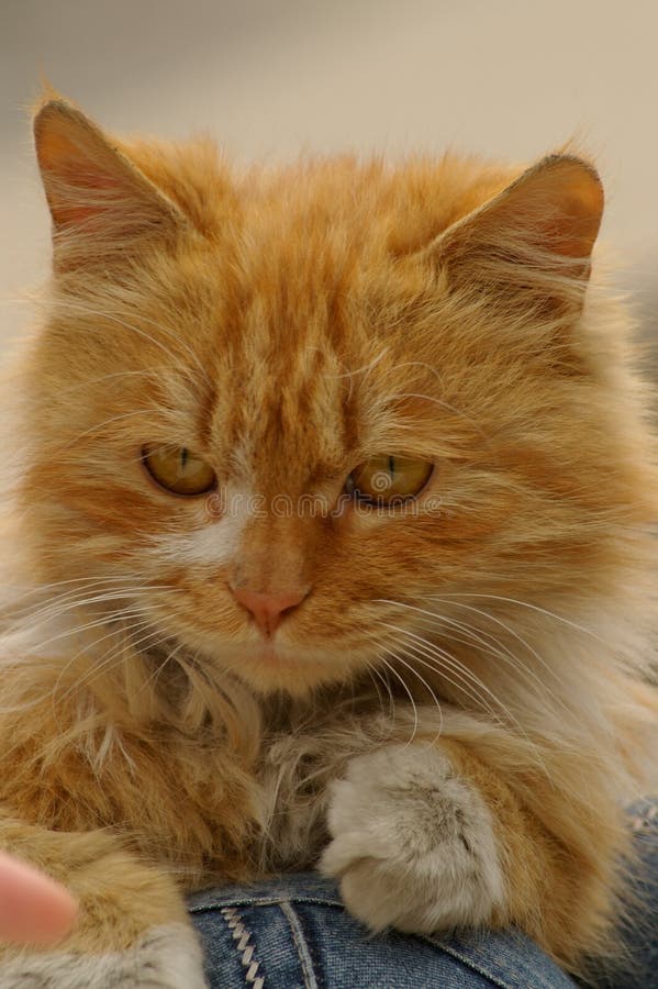 Chat jaune image stock. Image of beau, rose, humeur, chat - 5584549