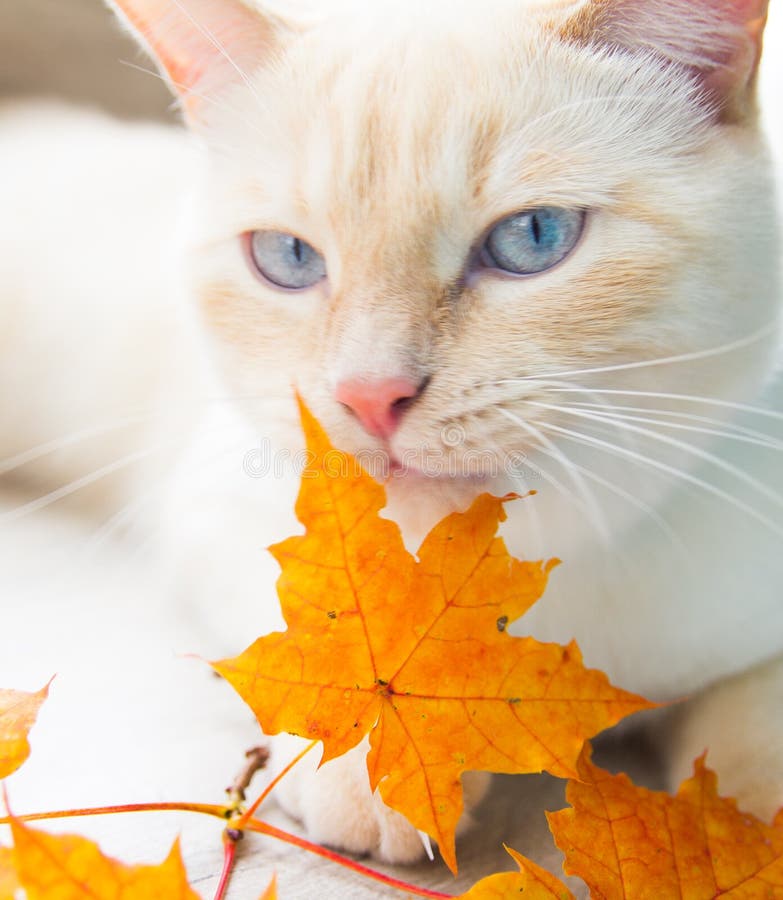Chat Jouant Avec Des Feuilles D'automne Image stock - Image du amour ...