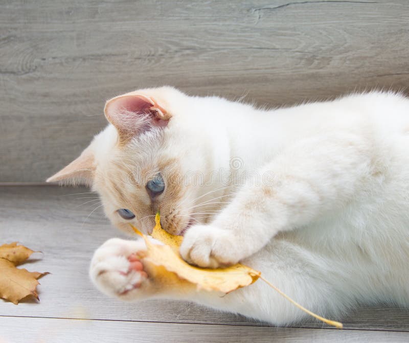 Chat Jouant Avec Des Feuilles D'automne Photo stock - Image of beau ...