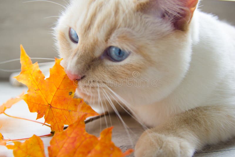 Chat Jouant Avec Des Feuilles D'automne Photo stock - Image of beau ...