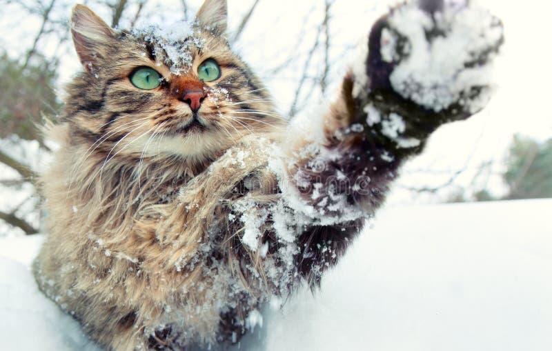 Chat jouant avec la neige image stock. Image du sauvage - 32654415