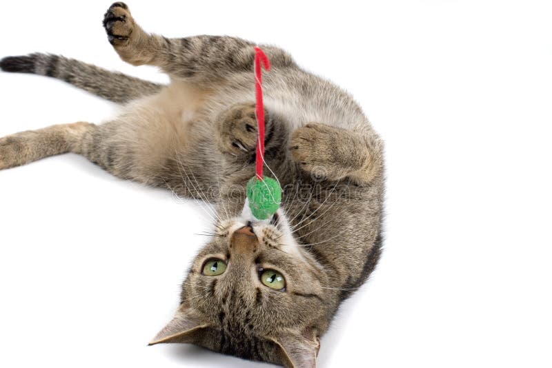 Chat Jouant Avec Le Jouet De Souris Photo stock - Image du avec, souris ...