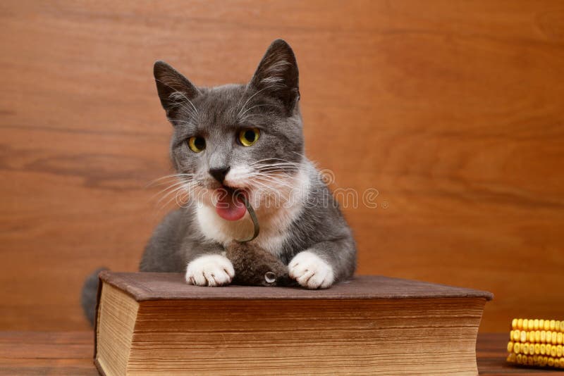 Photos de Chat Blanc Jouant Avec Une Souris De Peluche - Photos de ...