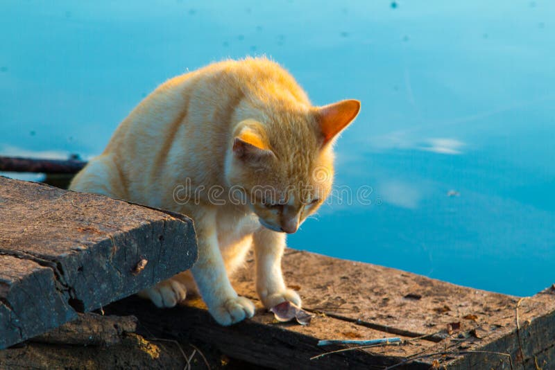 Chat De Bord De Mer Des Images - Téléchargez 513 Photos libres de ...