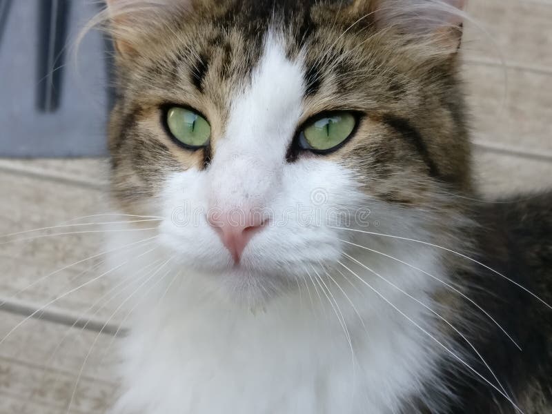 Chat majestueux photo stock. Image du paix, protégez - 53439200