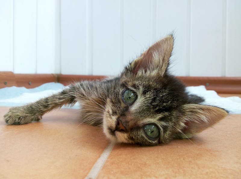 Chat Avec Les Yeux Malades. Image stock - Image du félin, stray: 40151033