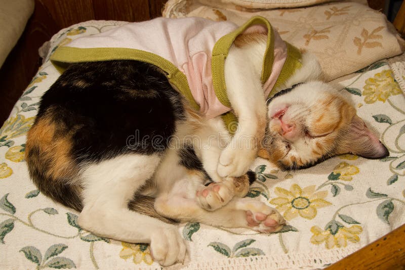 Chat Malade Dormant Sur Le Lit Photo stock - Image du médecine, fermer ...
