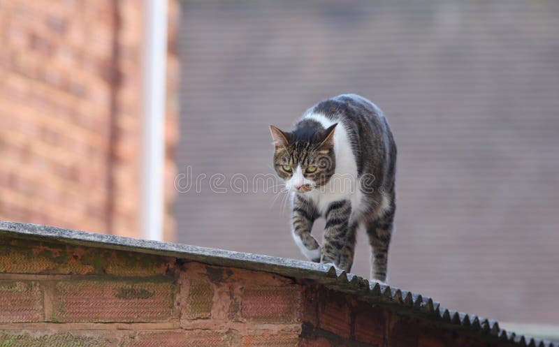 Chat D'île De Tanger Sur Le Toit Photo stock - Image du toit, félin ...