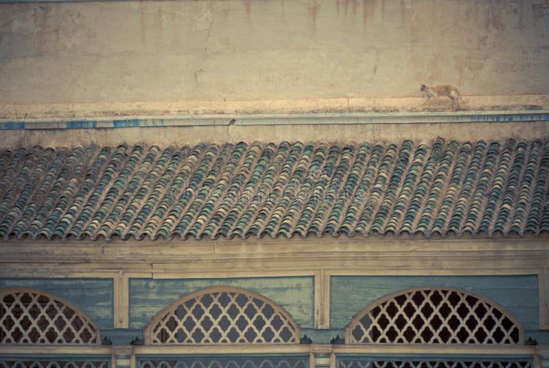 276 Photos de Chat Marocain Mignon - Photos de stock gratuites et ...