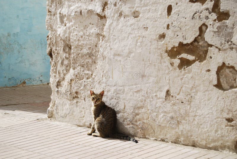 276 Photos de Chat Marocain Mignon - Photos de stock gratuites et ...