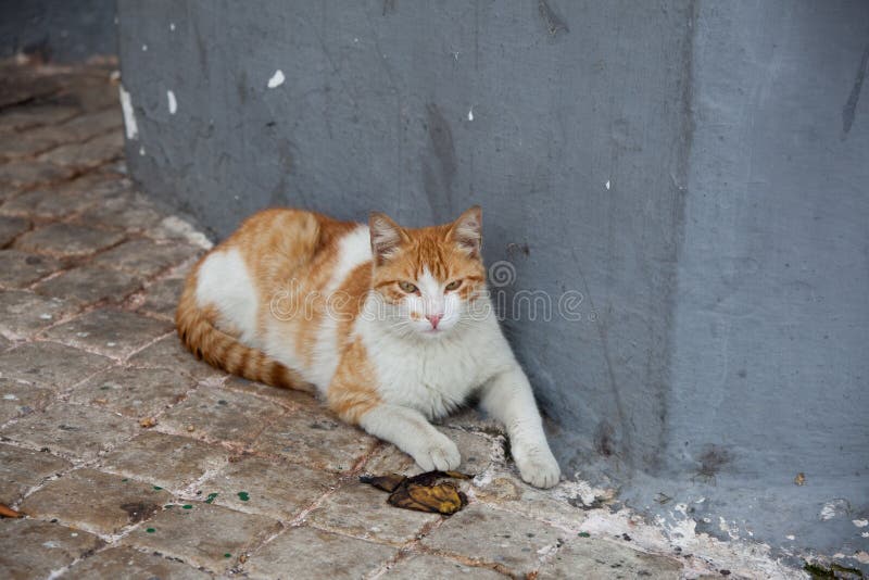 276 Photos de Chat Marocain Mignon - Photos de stock gratuites et ...