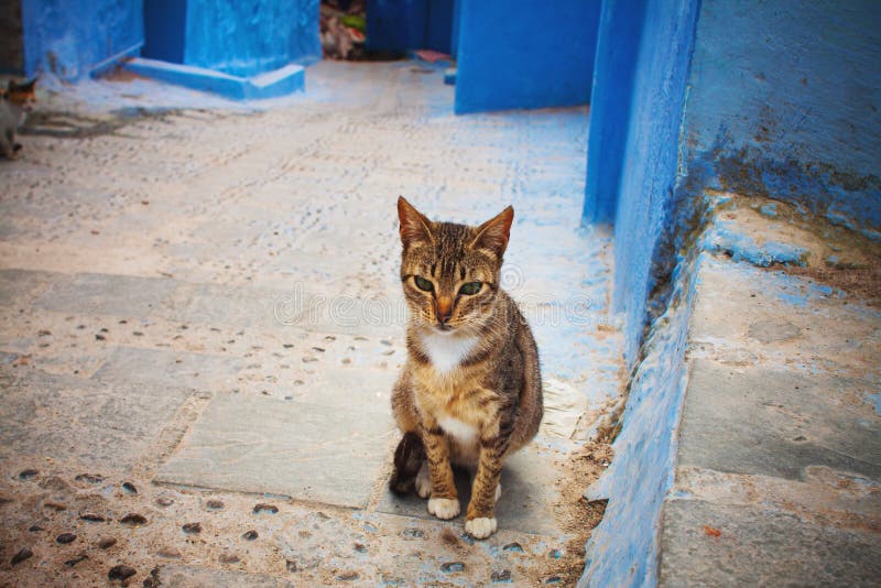 251 Photos de Chat Marocain Mignon - Photos de stock gratuites et ...