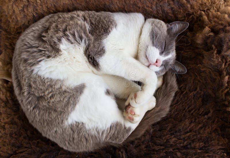 Chat Mignon Dormant Sur Des Laines Photo stock - Image du animal ...