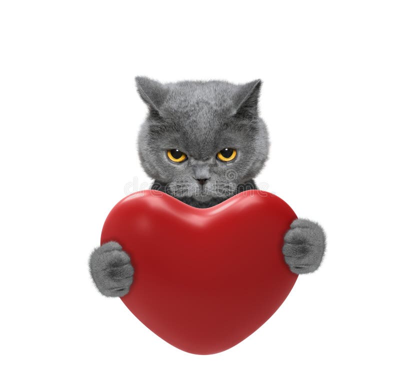 497 Photos de Chat Tenant Le Coeur D Amour - Photos de stock gratuites ...