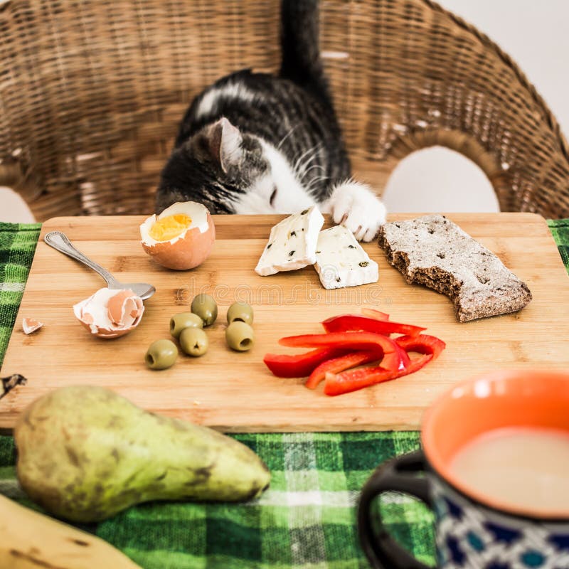 Chat mangeant du fromage image stock. Image du incitation - 27843063