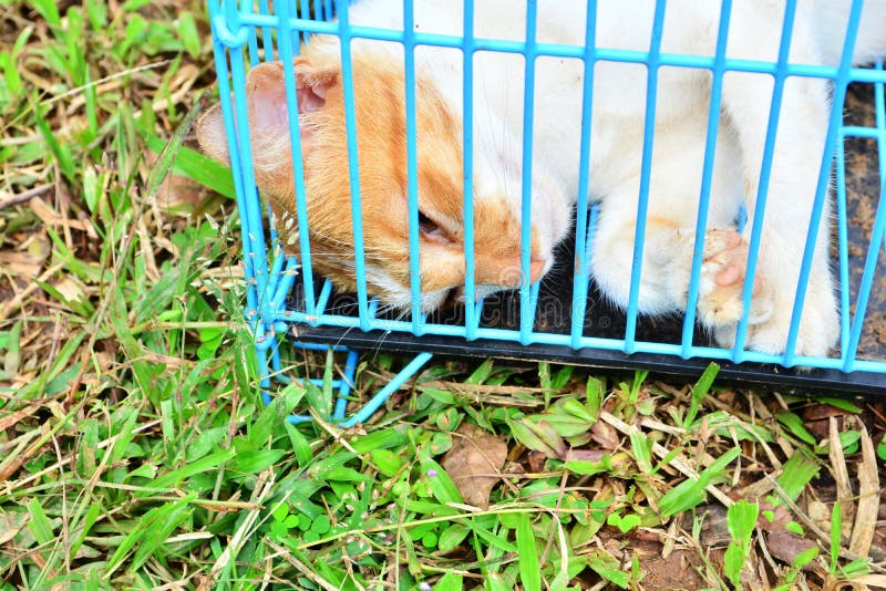 Chat mort image stock. Image du animal, félin, blanc - 40307147