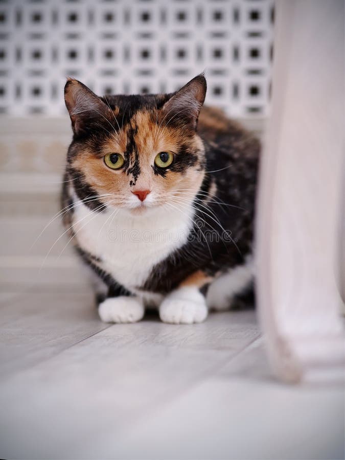 Petit chaton multicolore. image stock. Image du beau - 31398293