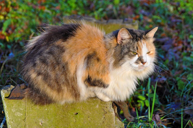 Chat multicolore photo stock. Image du couche, masque - 33964470