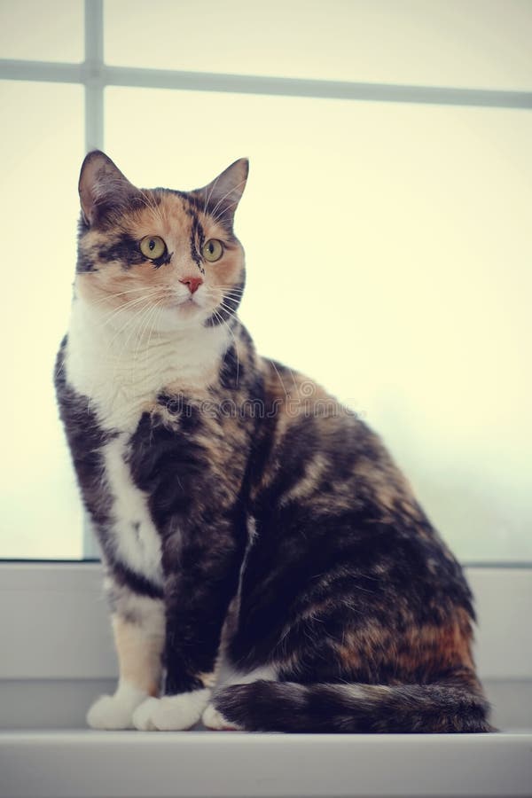 Le Petit Chaton Multicolore Se Repose Sur Un Fond Blanc. Image stock ...