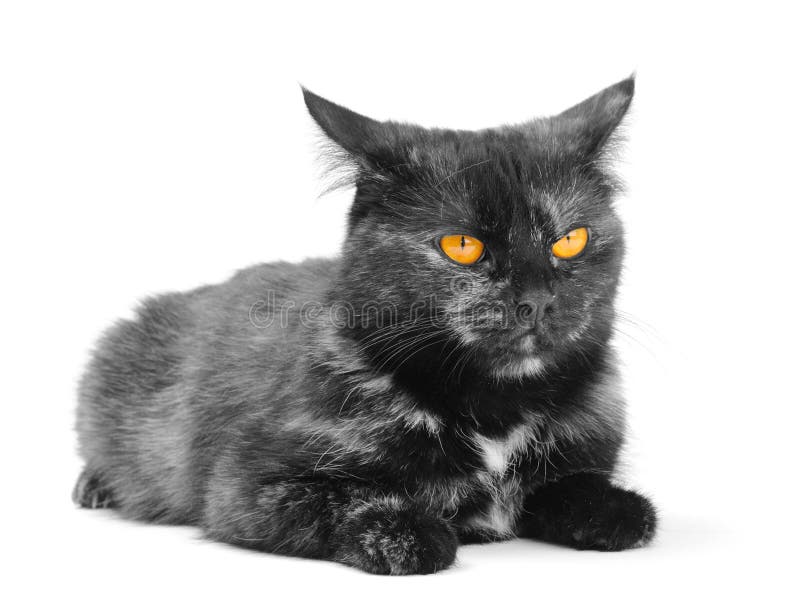 Chat Avec Les Yeux Rouges Yeux Fâchés Regard De Chat à La Caméra Photo ...