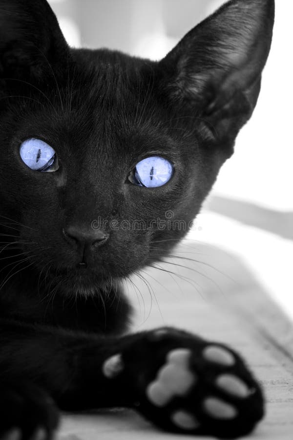 Chat Noir Avec Des œil Bleu Image stock - Image du chat, oreilles: 12281227