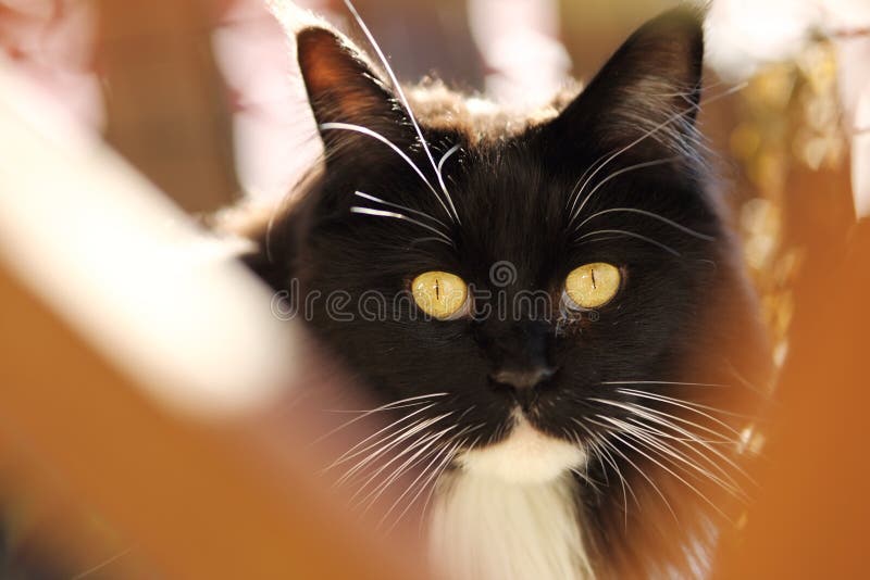 Chat noir et fleurs jaunes image stock. Image du pelucheux - 46027183