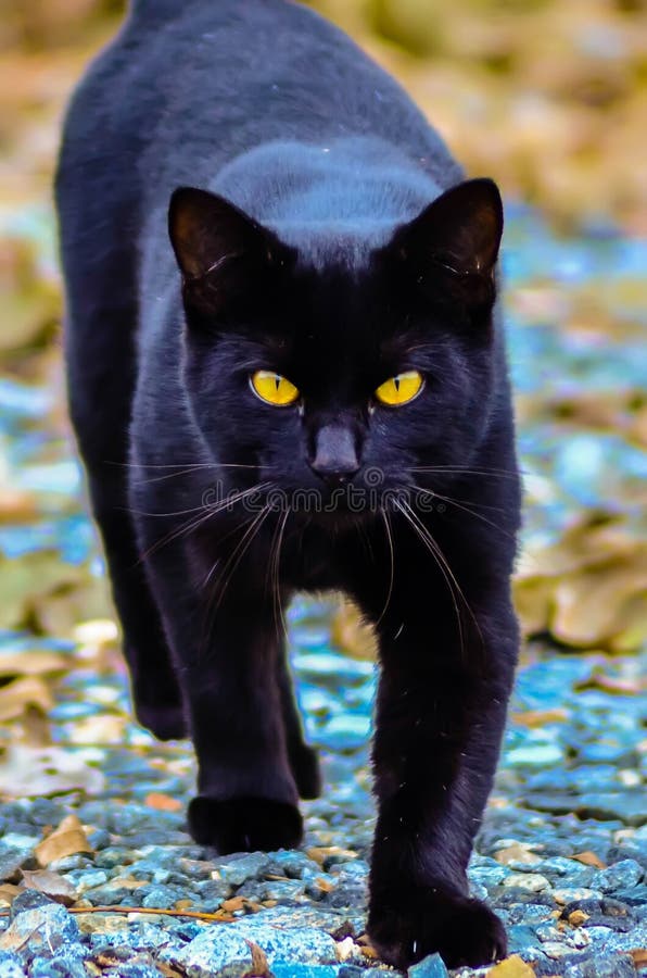 Chat Noir Avec Les Yeux Rougeoyants Image stock - Image du jaune, chat ...