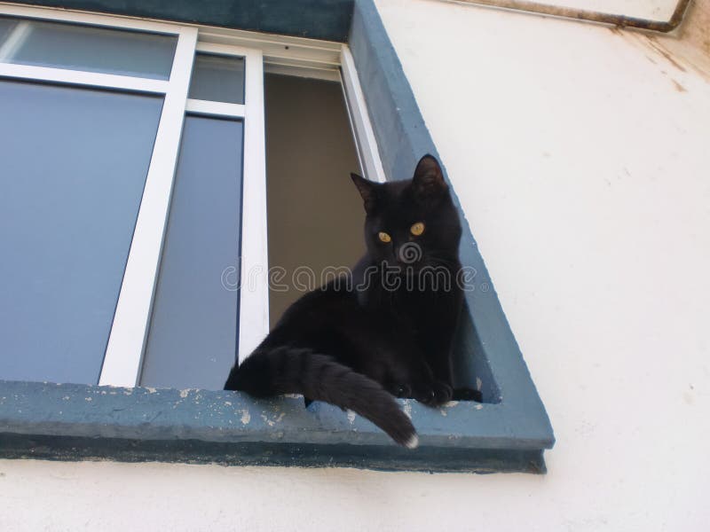 Chat Noir Avec Une Astuce De Queue Blanche Image stock - Image du ...
