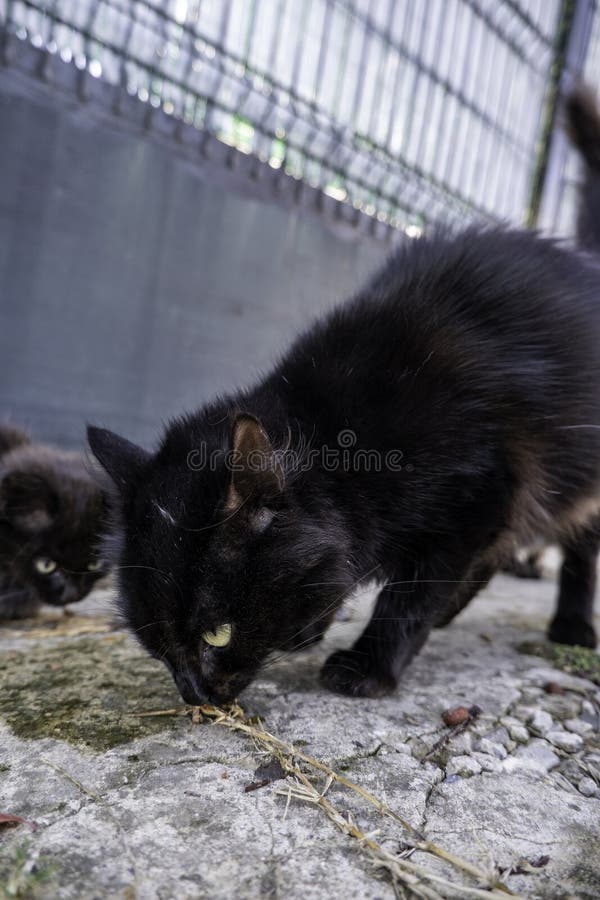 Chat noir dans la rue image stock. Image du affamé, nature - 241403721