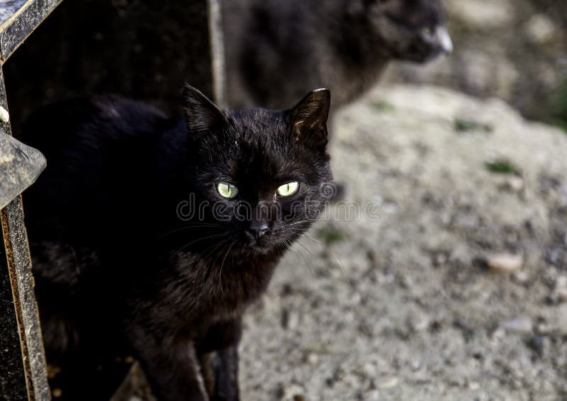 Chat noir dans la rue photo stock. Image du cheveu, seul - 244501274