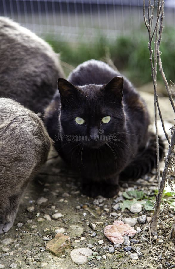 Chat noir dans la rue photo stock. Image du visage, fermer - 247215284